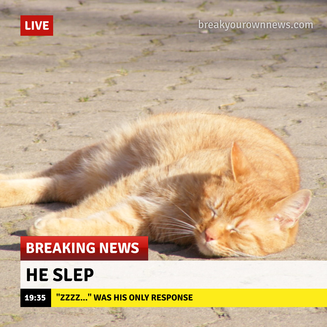 Cat News Network :verified: (@cnn@brands.town) - Brands Town